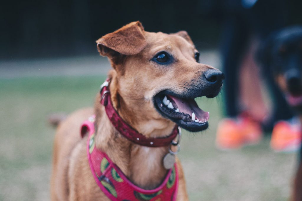 What To Do In An Emergency - EPIC Vets Temecula CA