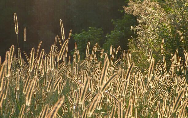 Foxtails — A Danger to Your Pets - EPIC Vets Temecula CA